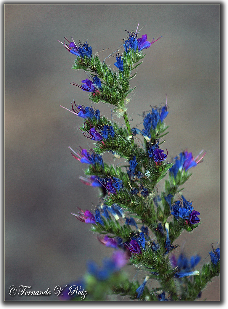 Plantas de La Rioja: Echium vulgare
