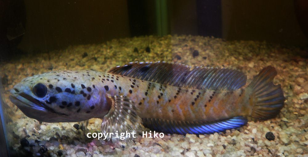 Mahamaya Hiko: channa ornatipinnis,profil dan cara pemeliharaan