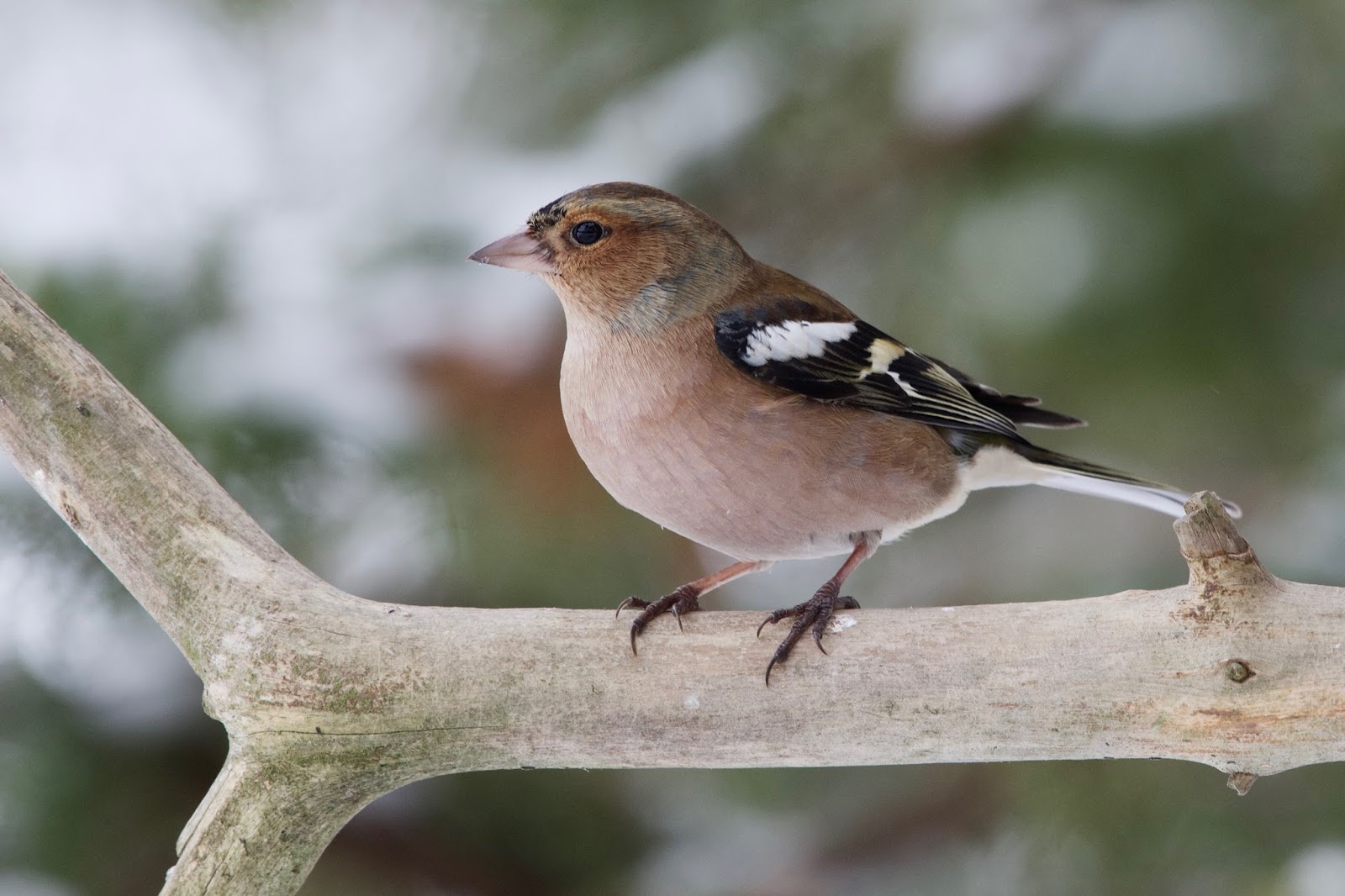 Naturfoto Einar Hugnes: Småfugler på foringa ved Dregsetsve