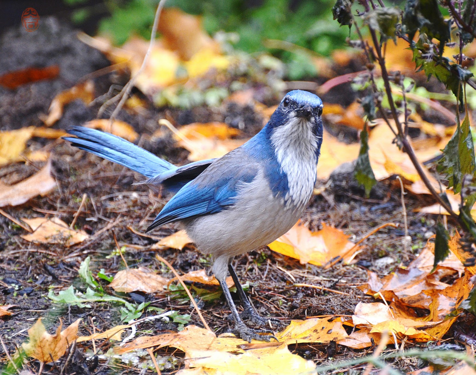 Oregon Backyard Birds, etc.: Scrub Jay