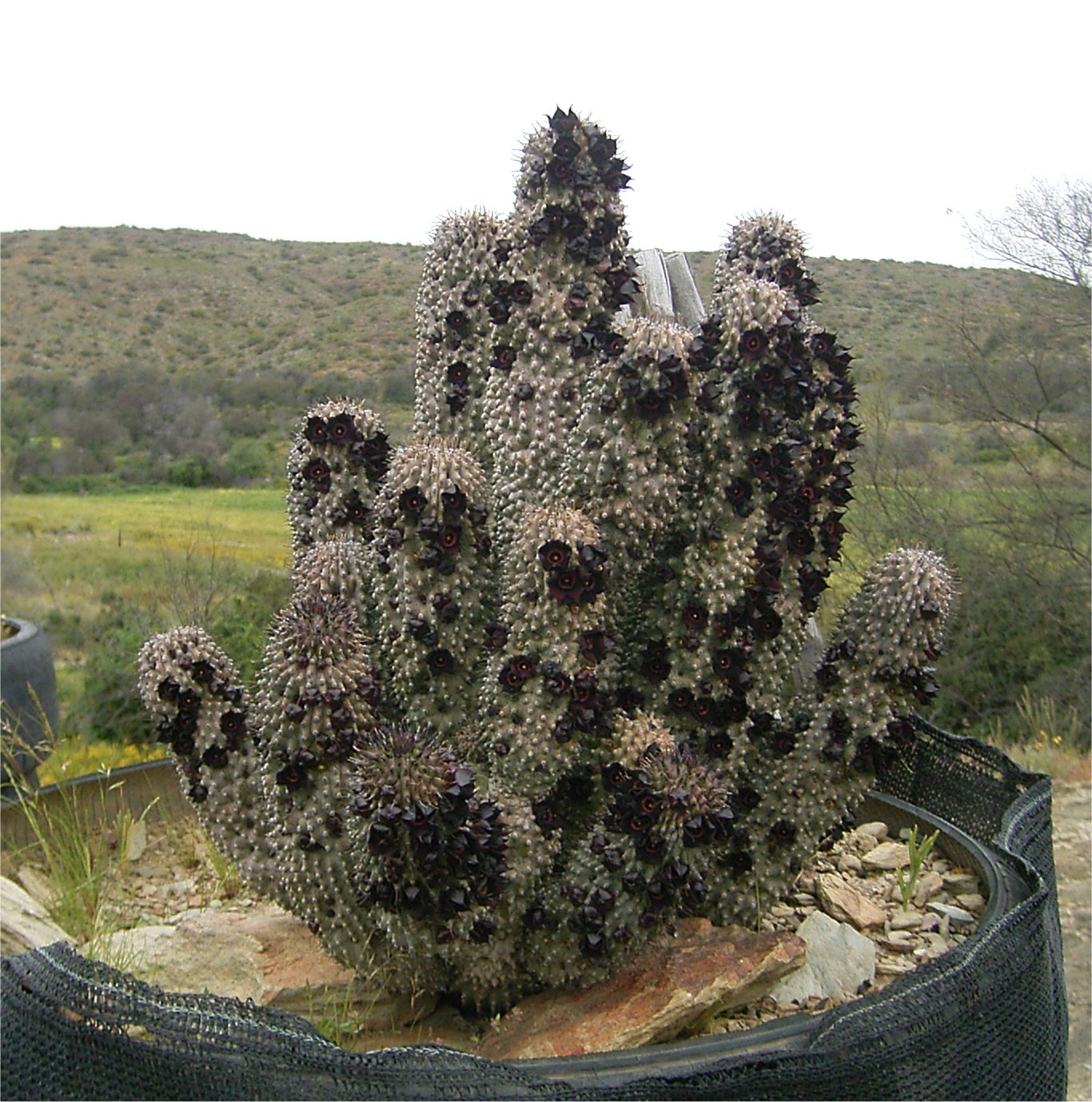 Desert Plants and Wild Flowers Images: Hoodia pilifera ssp. pilifera