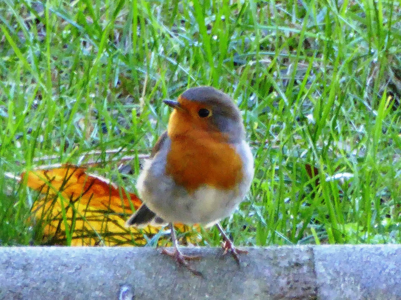 El Naturalista Novato: PAJAROS PEQUEÑOS