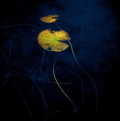 Empty Nest Evolution: Lily Pad or Pac Man?