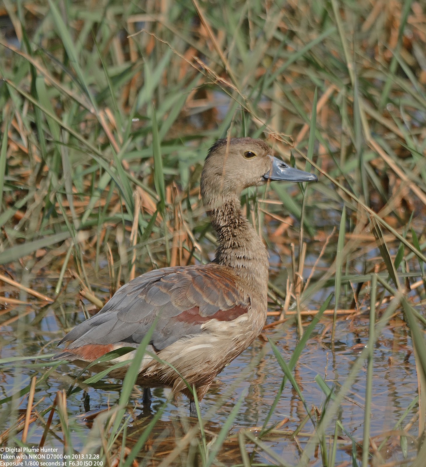 Hunting Digital Plumes in the US and Beyond: Birding the Extraordinary ...