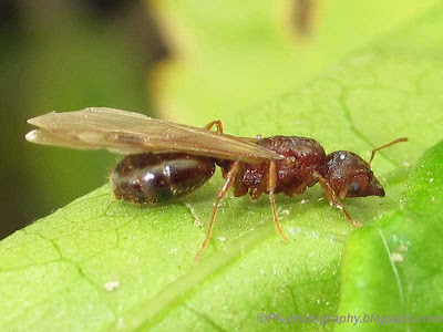 Flying Ants | Nature, Cultural, and Travel Photography Blog