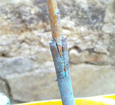 Gardening along the creek...: My Apple Grafting Experience