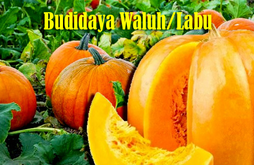 Cara Budidaya Tanaman Waluh atau Labu - Media Edukatif