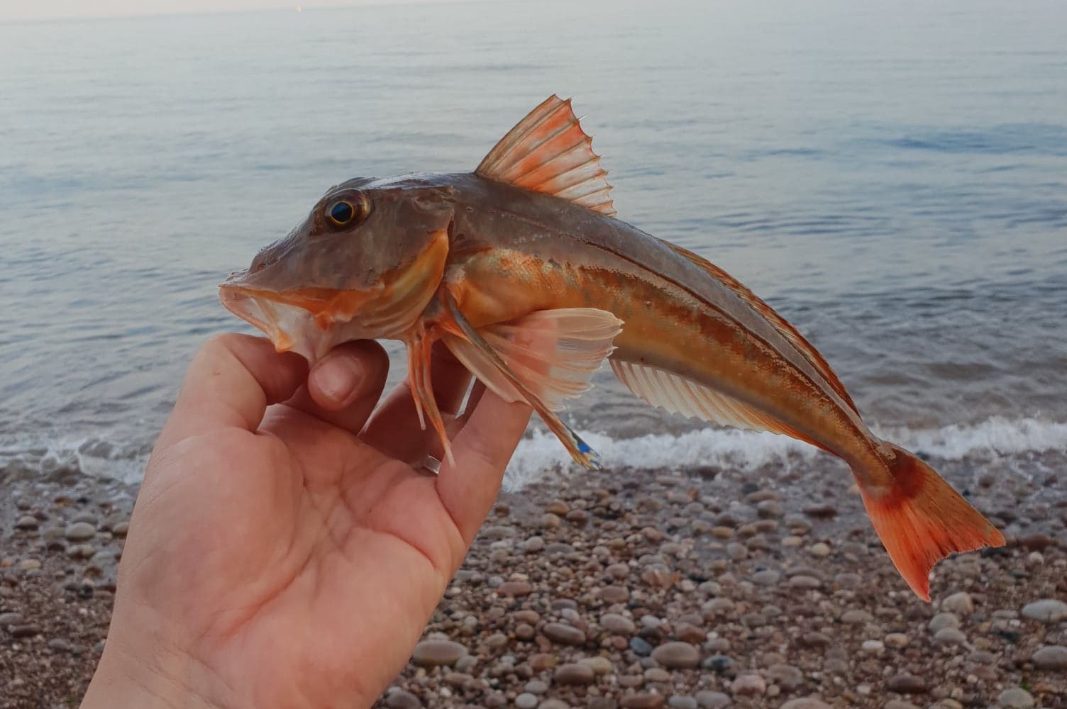 Ben Bassett - Fishing: Light Metal Fishing