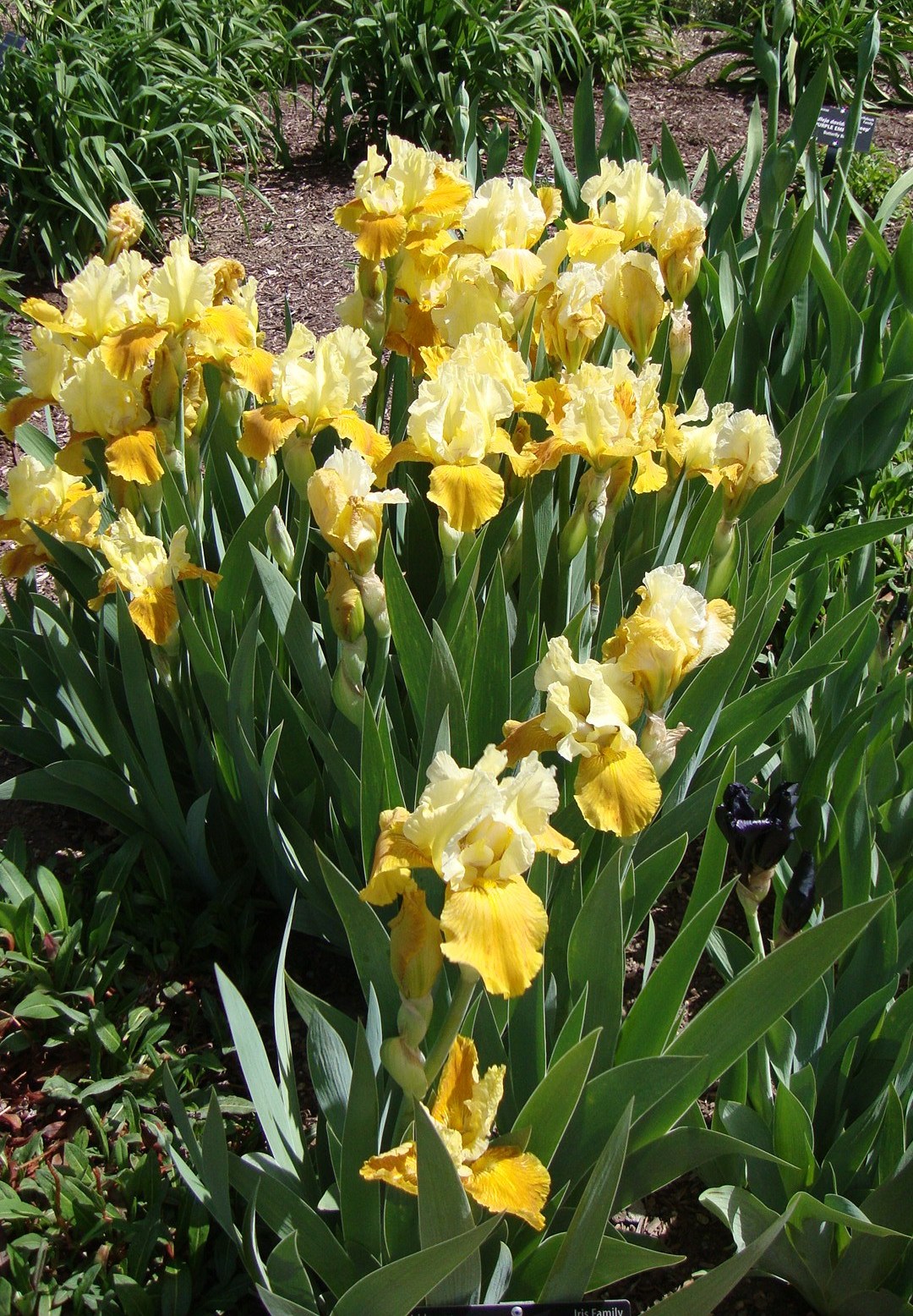 Prairiebreak: My very first contest! Wooo Hooo!! : Iris RULE!