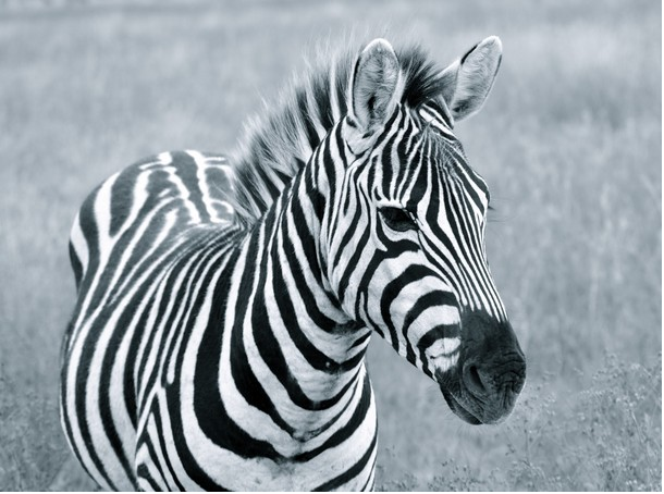 Pchły Szachrajki: Zebra