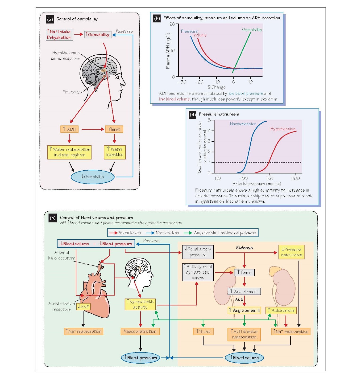 The Control Of Blood Volume - pediagenosis