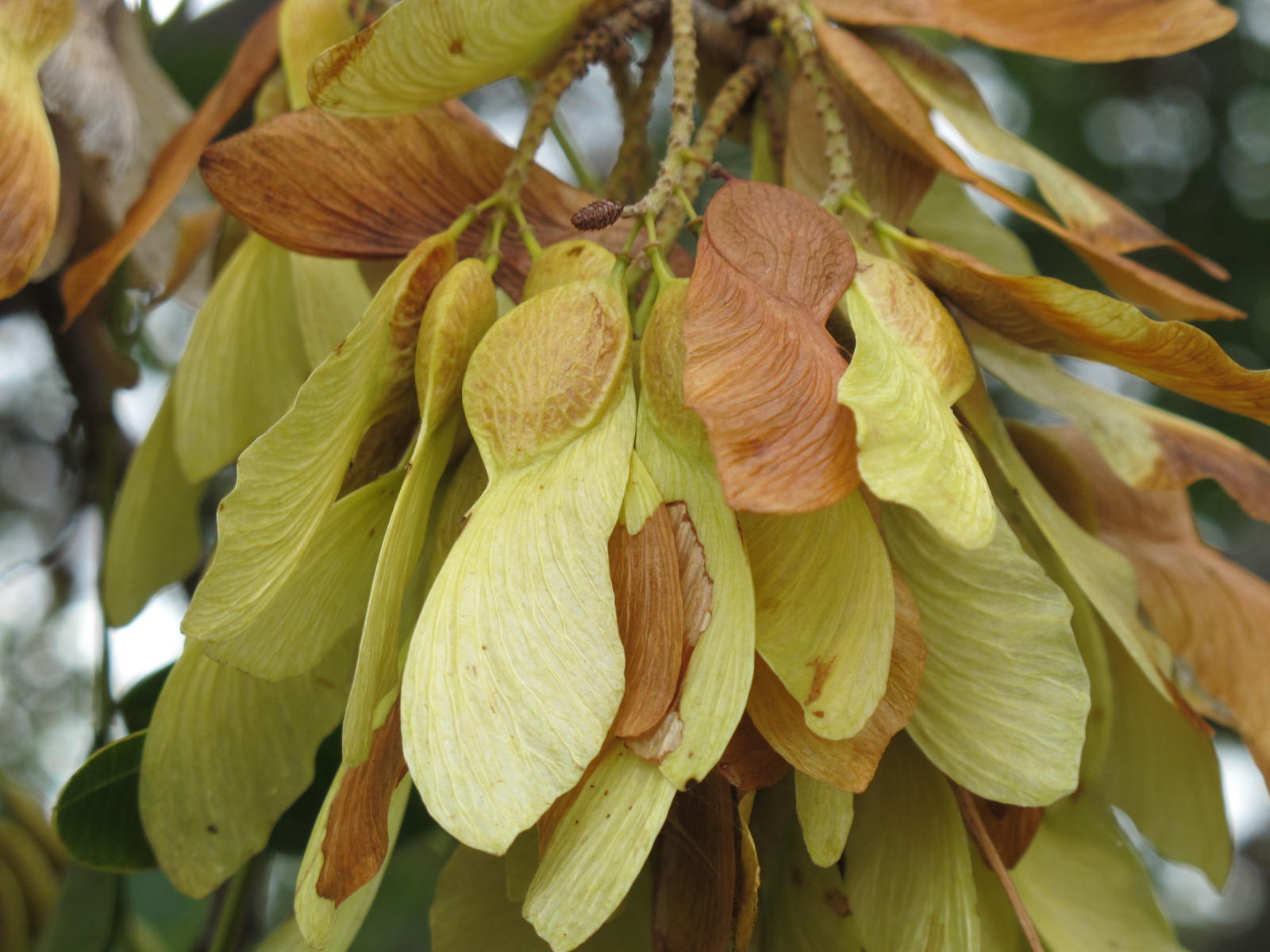 Fabaceae - Leguminosae no Brasil: Fabaceae - Pterogyne nitens Tul.