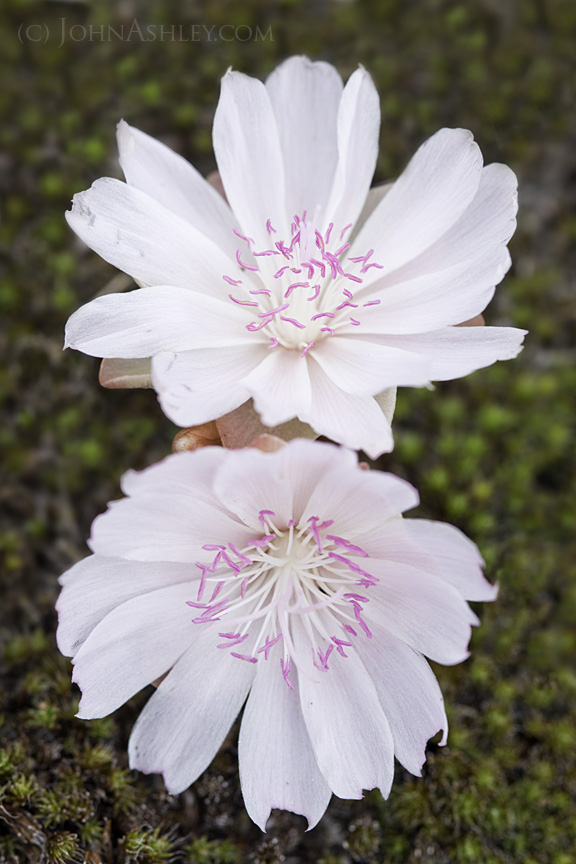 Wild and Free Montana: The Bitterroot Backstory