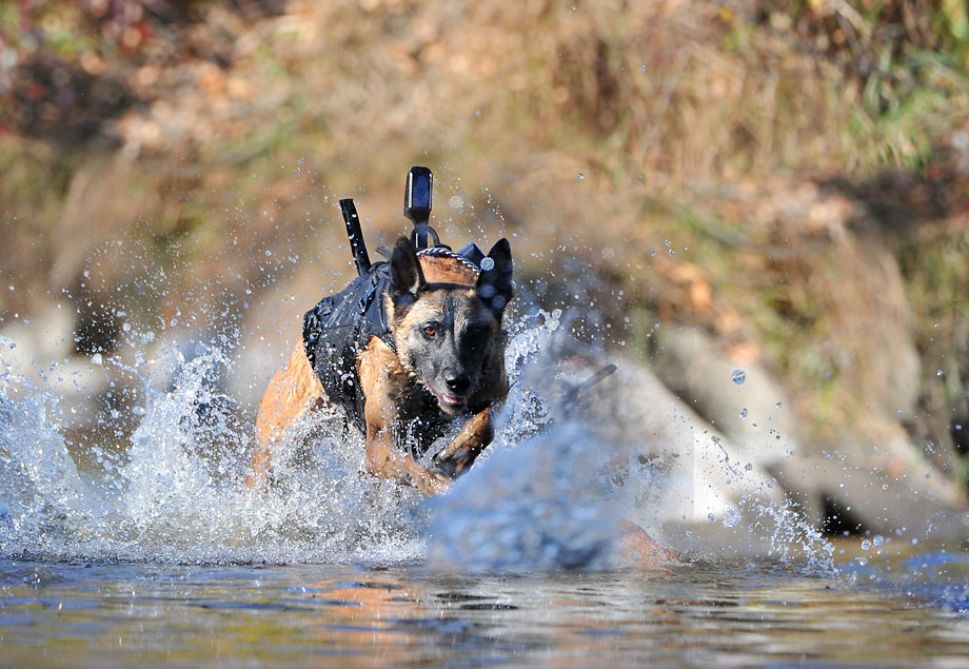 Cairo, the war dog: The Dog That Cornered Osama Bin Laden