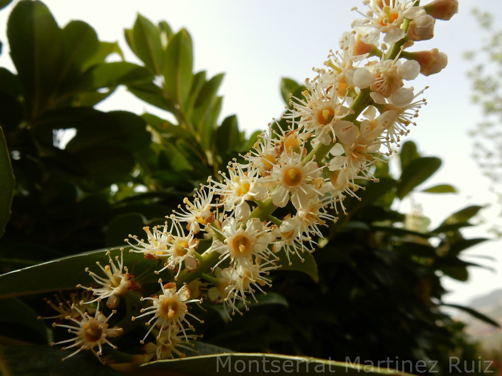 LAUREL REAL en flor - BOTÀNIC SERRAT