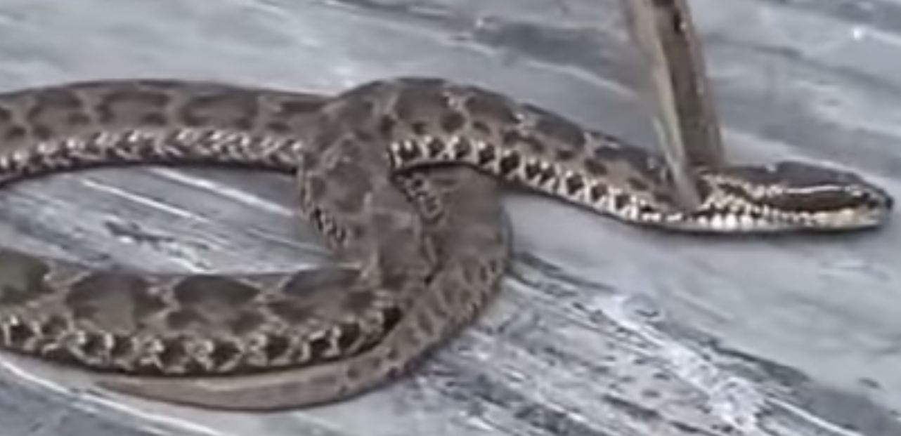 Video snapshot of a venomous snake’s head that is about to be cut off.