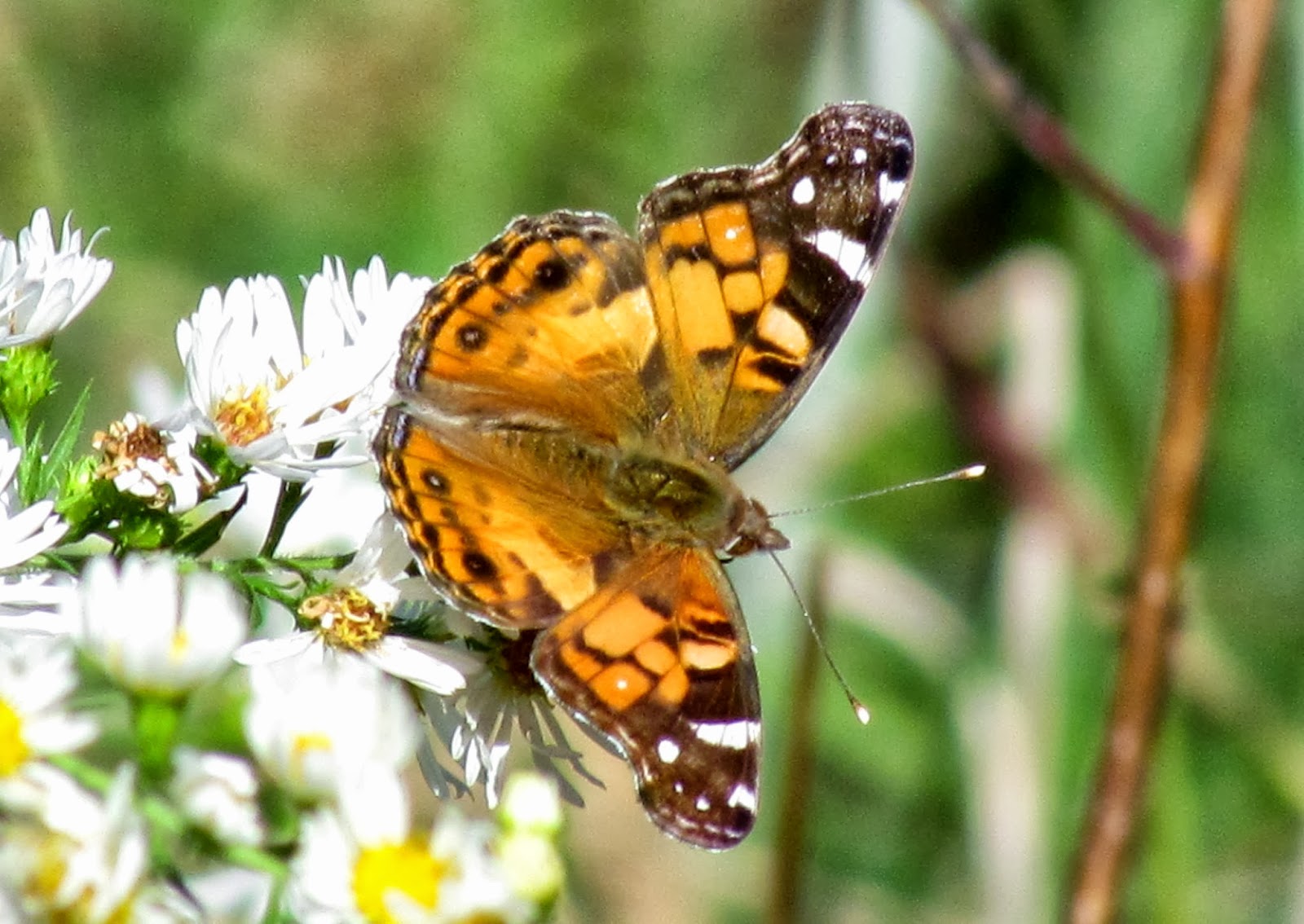 every day, one good thing: 10/19: watching things with wings