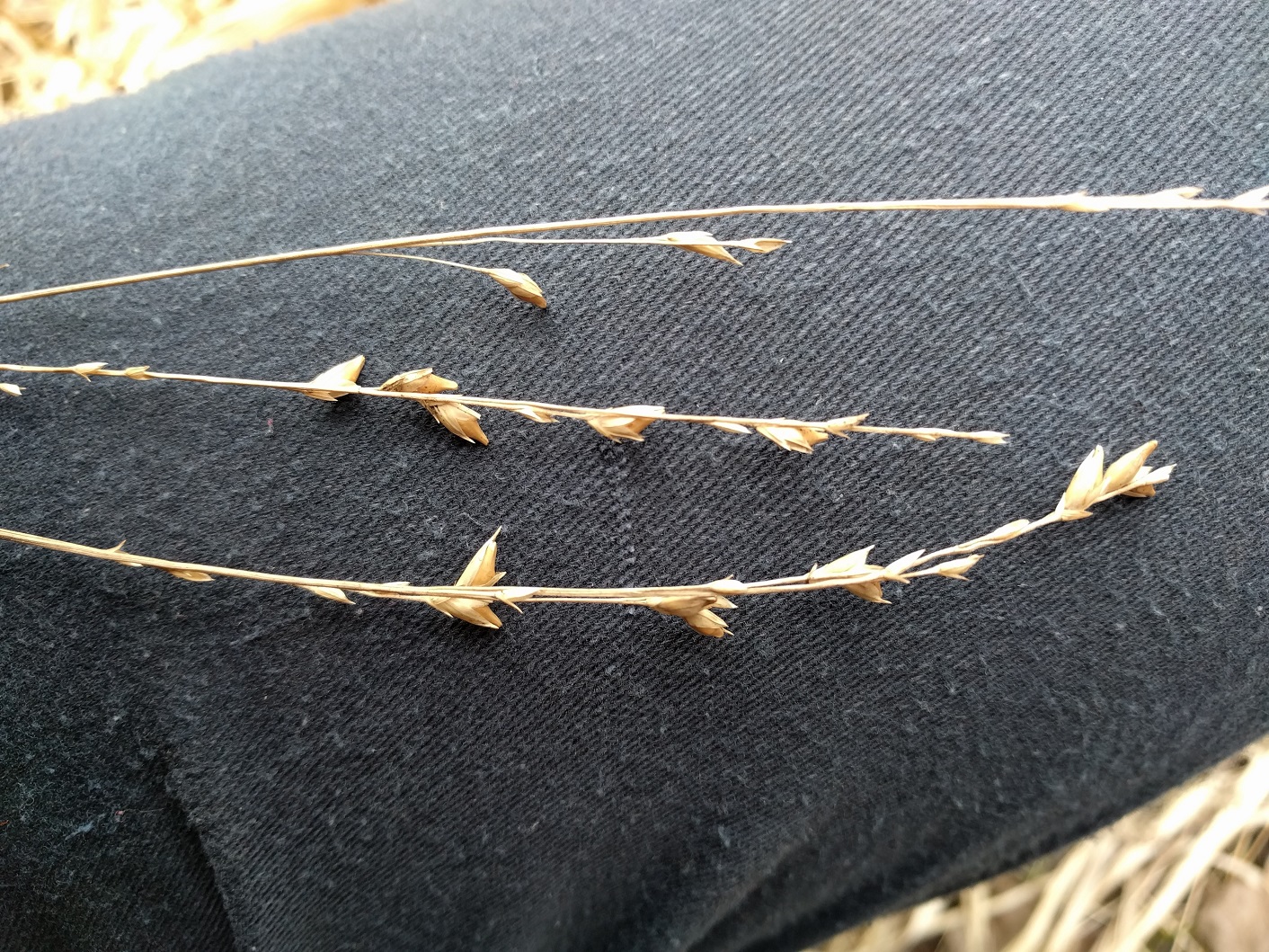 Ontario Field Biology: Beak Grass on the Ausable River
