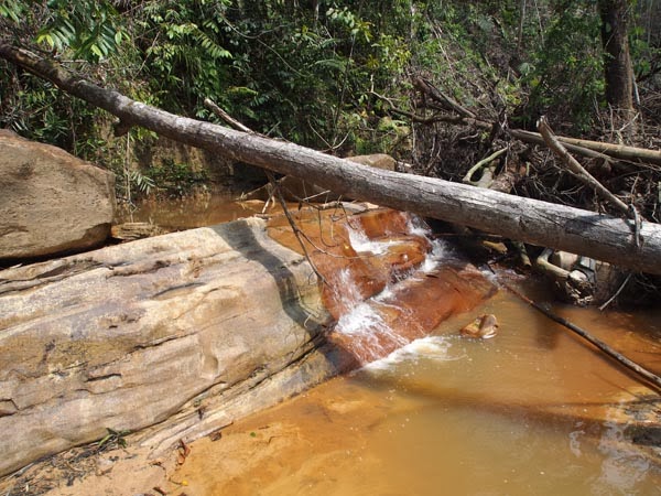 The rainforests of Borneo & Southeast Asia: The destroyed jungle near ...