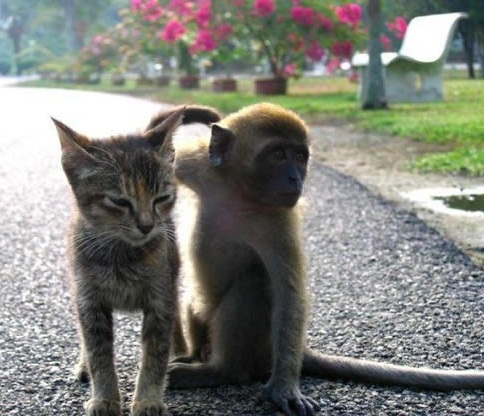 Omel Omelan: Baru aku tahu kucing dengan beruk/monyet boleh get along