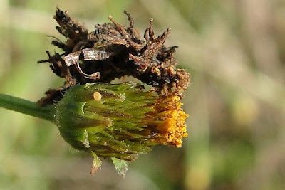 Sarzedo Ecologia: Bicho do Carrapicho