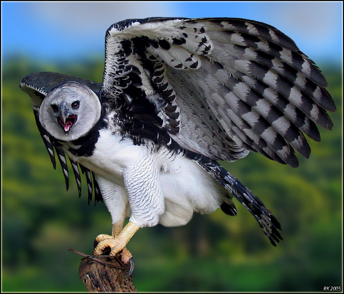The Plumed Conch: Aztec Harpy Eagle - Harpia Harpyja