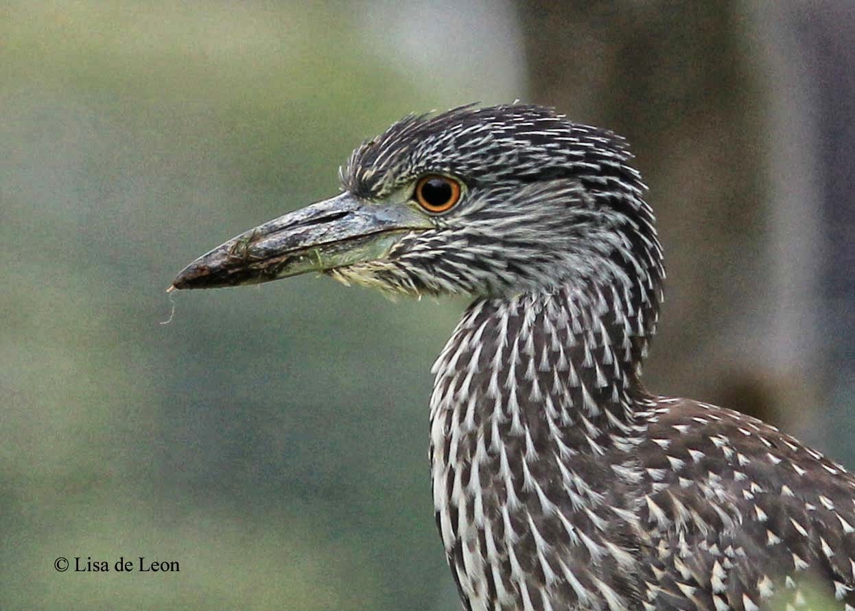 Birding with Lisa de Leon: Torbay Yellow-crowned Night-heron
