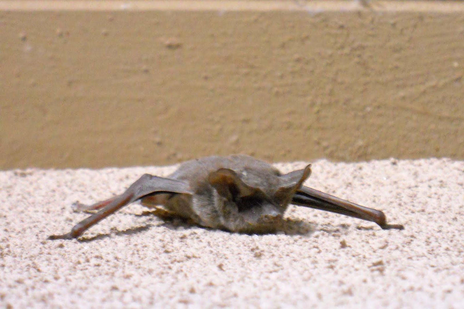 World Bird Sanctuary: Amazing Flying Mammals