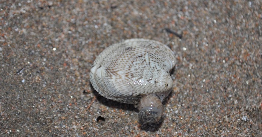 ZOOTOGRAFIANDO (6.100 ANIMALS): CHIRLA (Chamelea gallina)