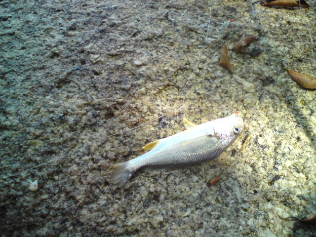 GOLDENSON Pancing Amatur Penang: Ikan Gelama