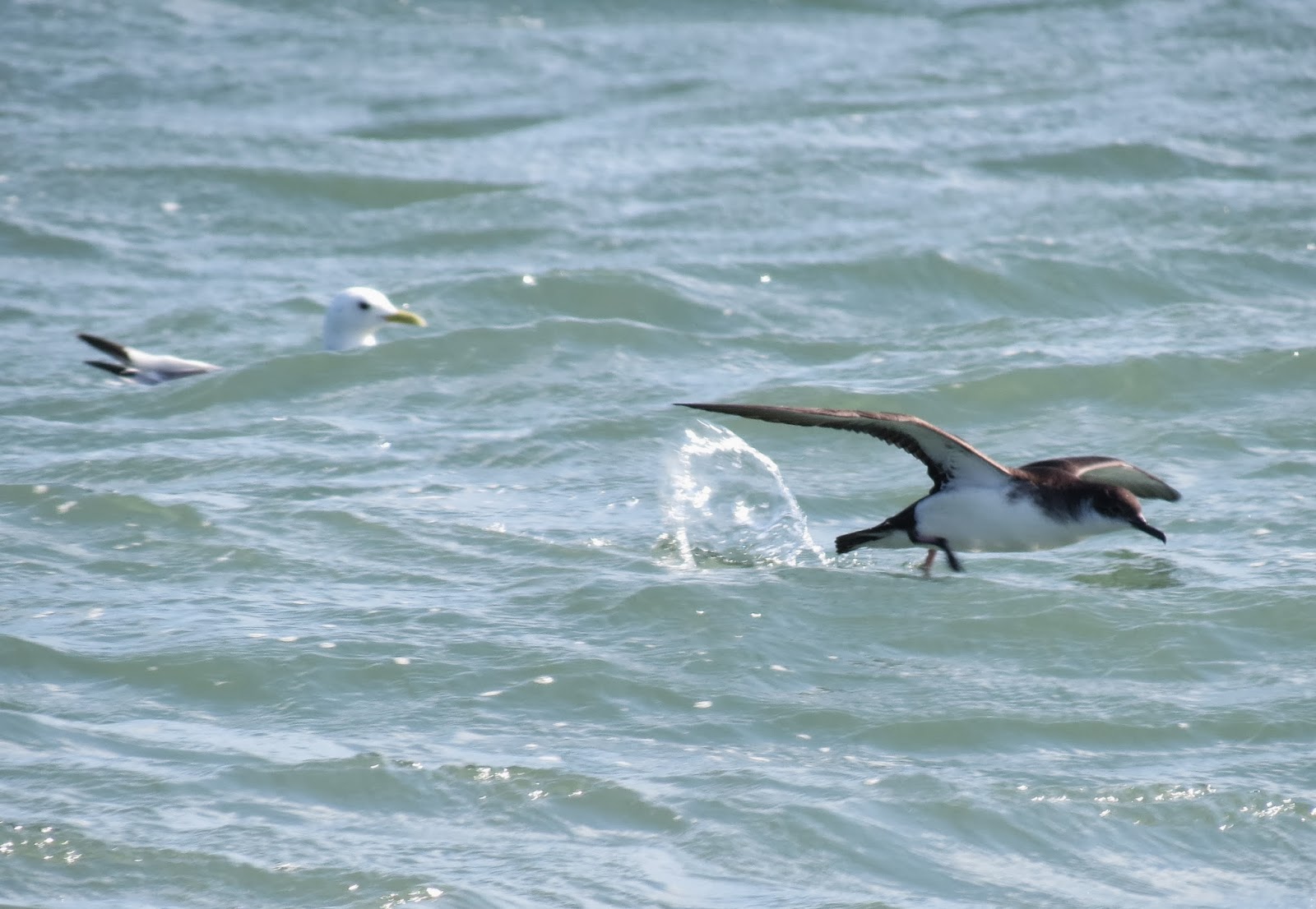 Understanding and Enjoying Waterford Nature