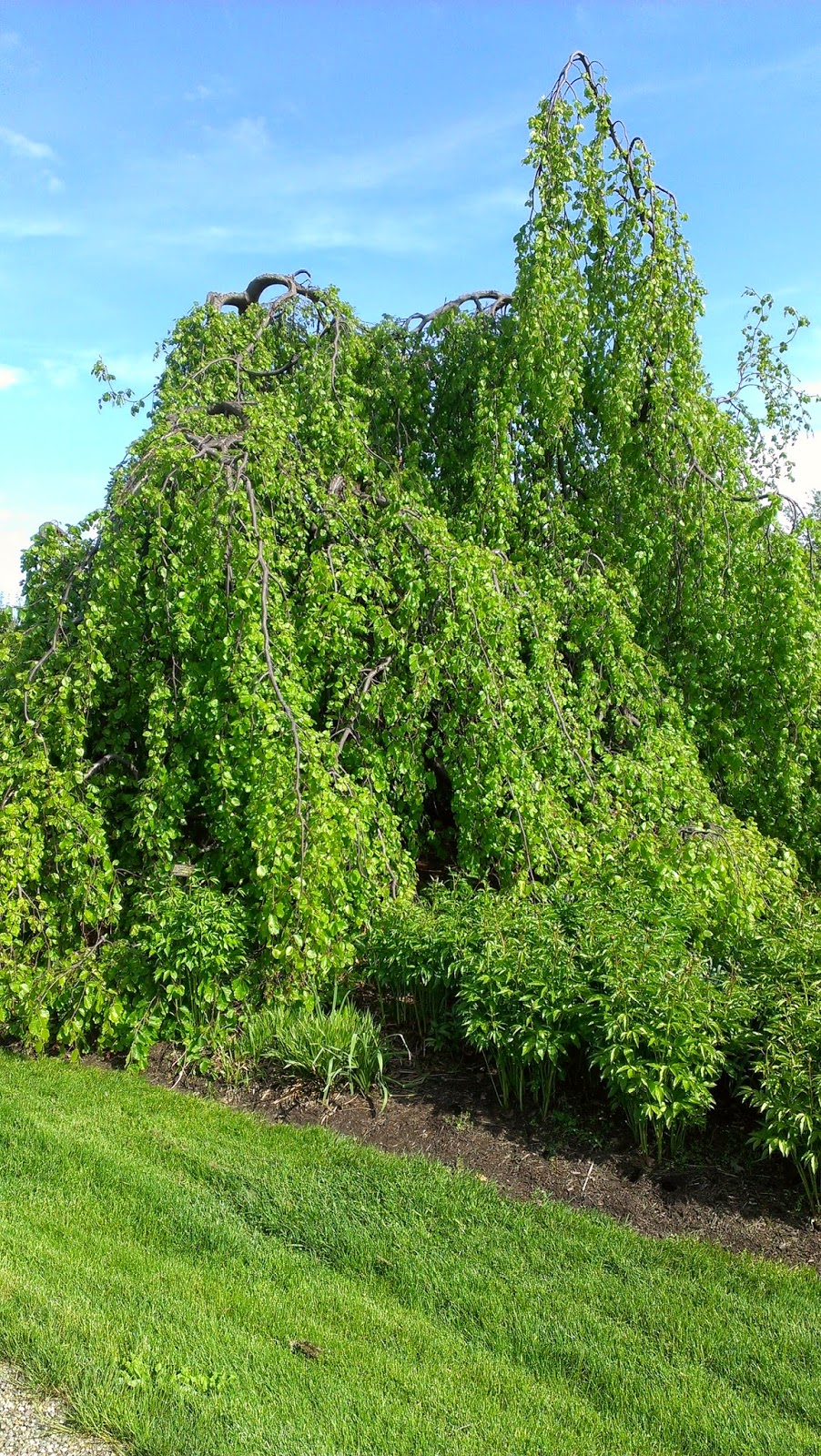 Connecting With Trees: The Weeping Beech