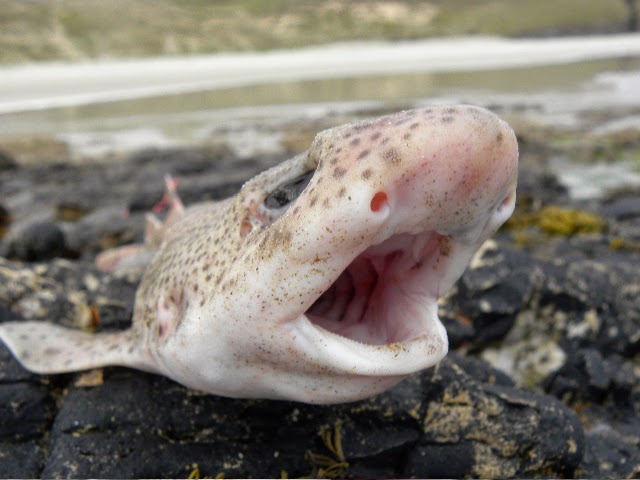 Proper Course: Dogfish Head