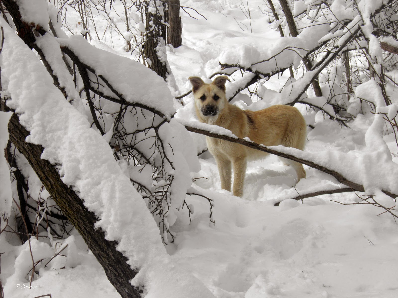 PASARI DIN ROMANIA: ULIU PORUMBAR (ULIUL GAINILOR), Accipiter gentilis
