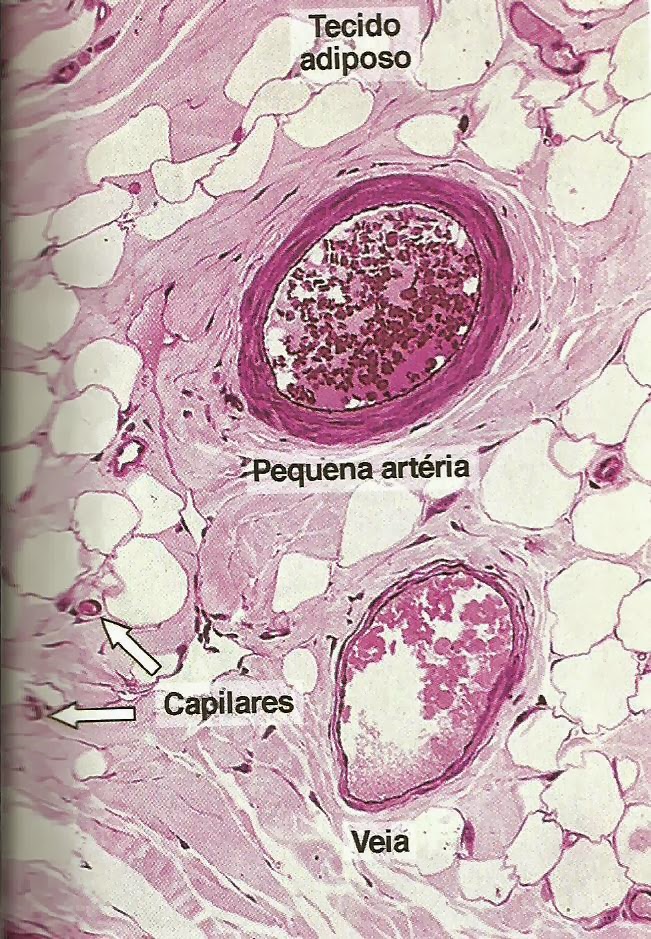 Histologia: Sistema Circulatório