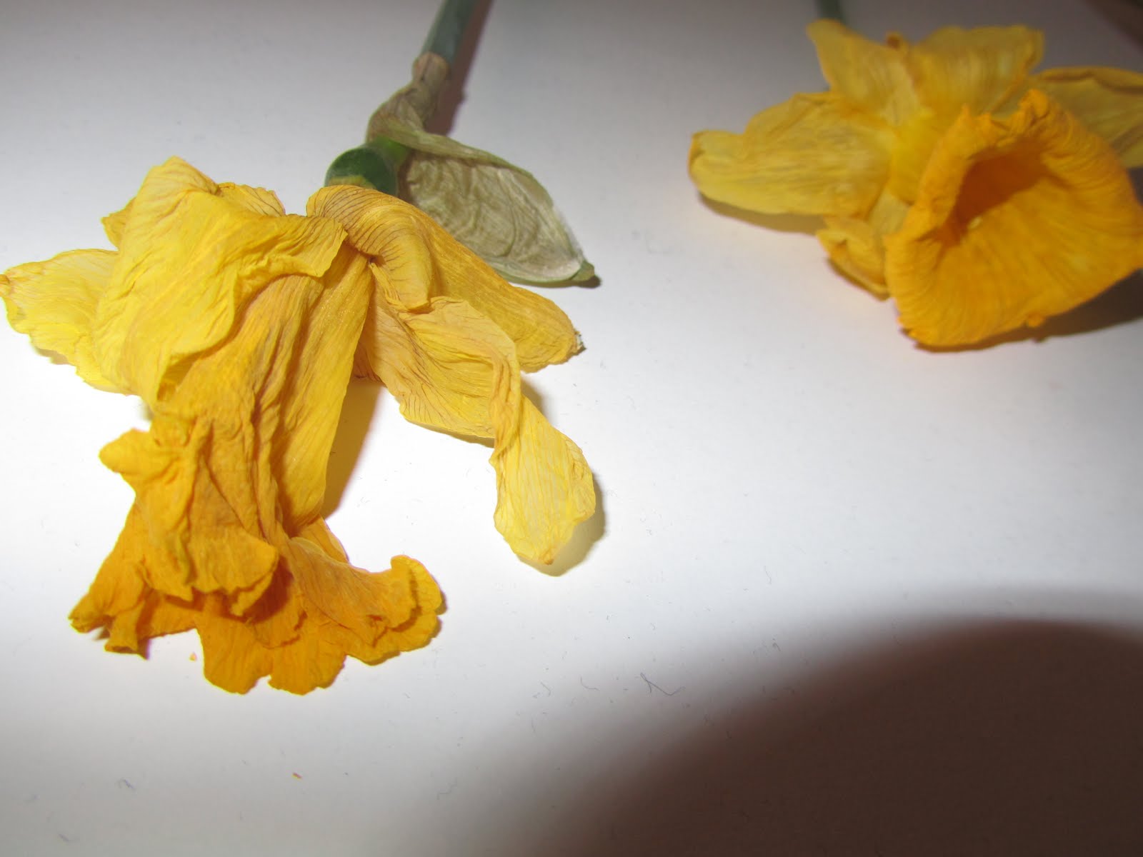 Design Practice: The Decomposition of a Flower.