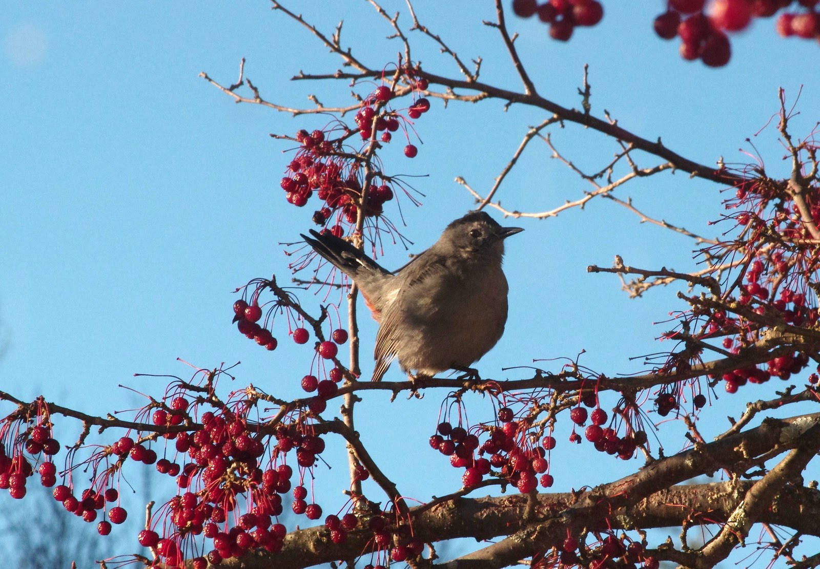 Adirondack Birds and Trails: Backyard Birds