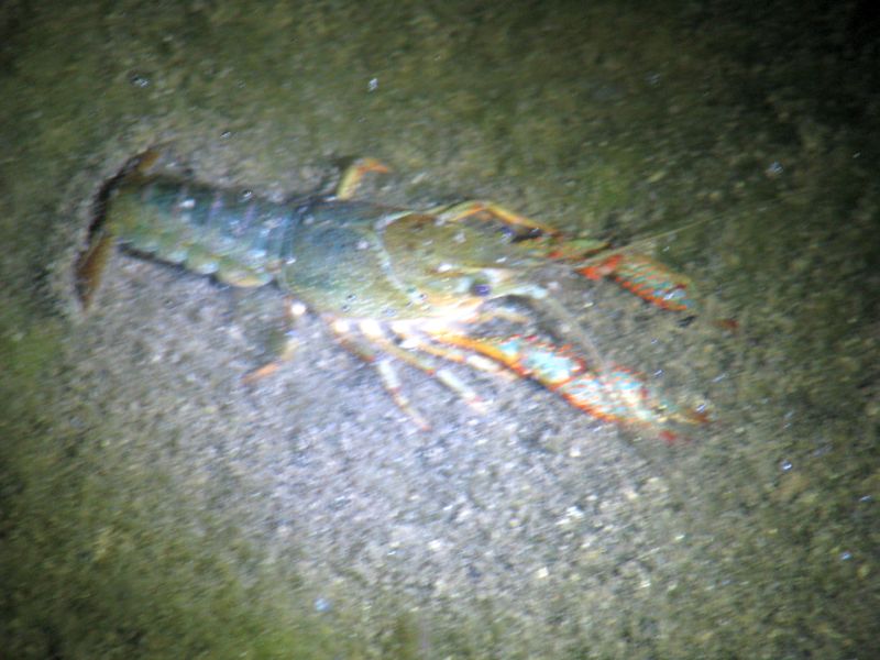 backyard critter watch: Crawdads and Crayfish