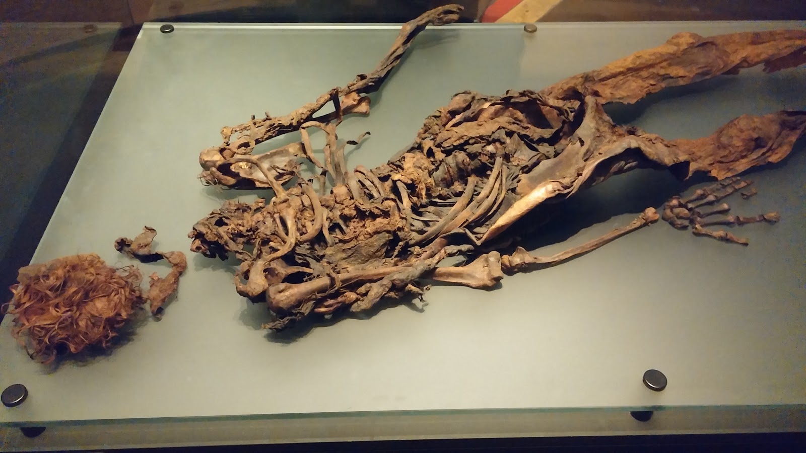 Bog Bodies: Ireland - Wistful Wanderings