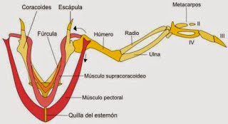 Cipactli Organización Ecológica y Sustentable : 9.- Articulaciones y ...