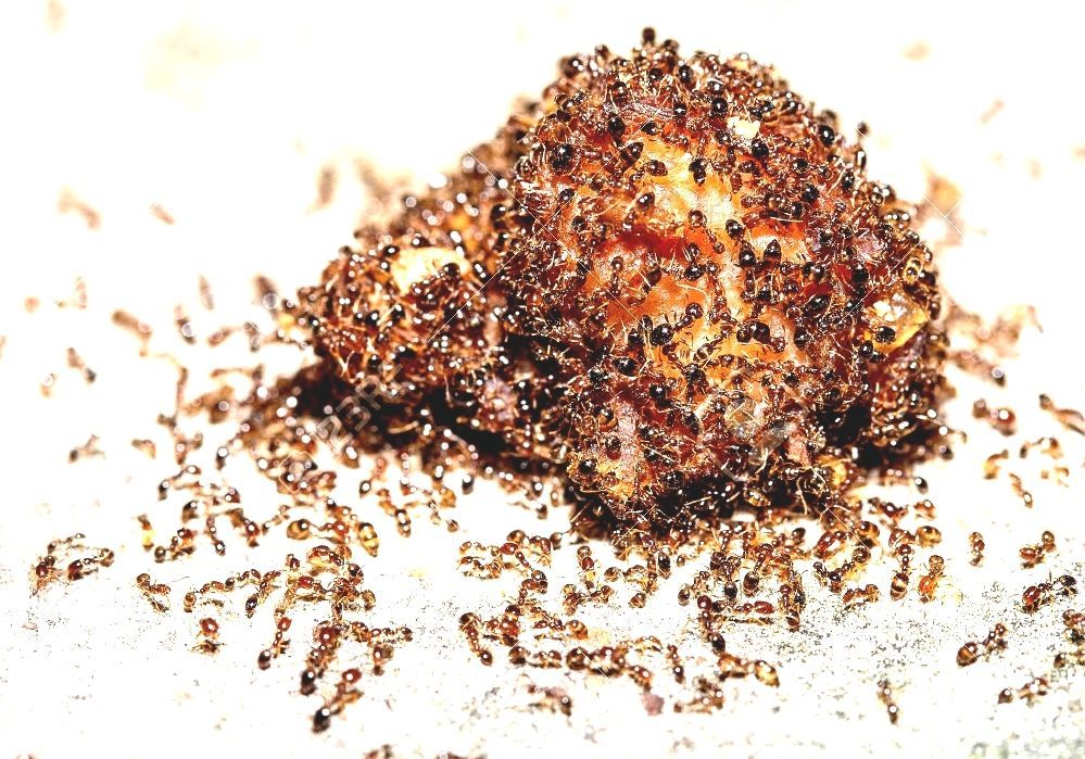 Fire Ant - Fire Ant Diet