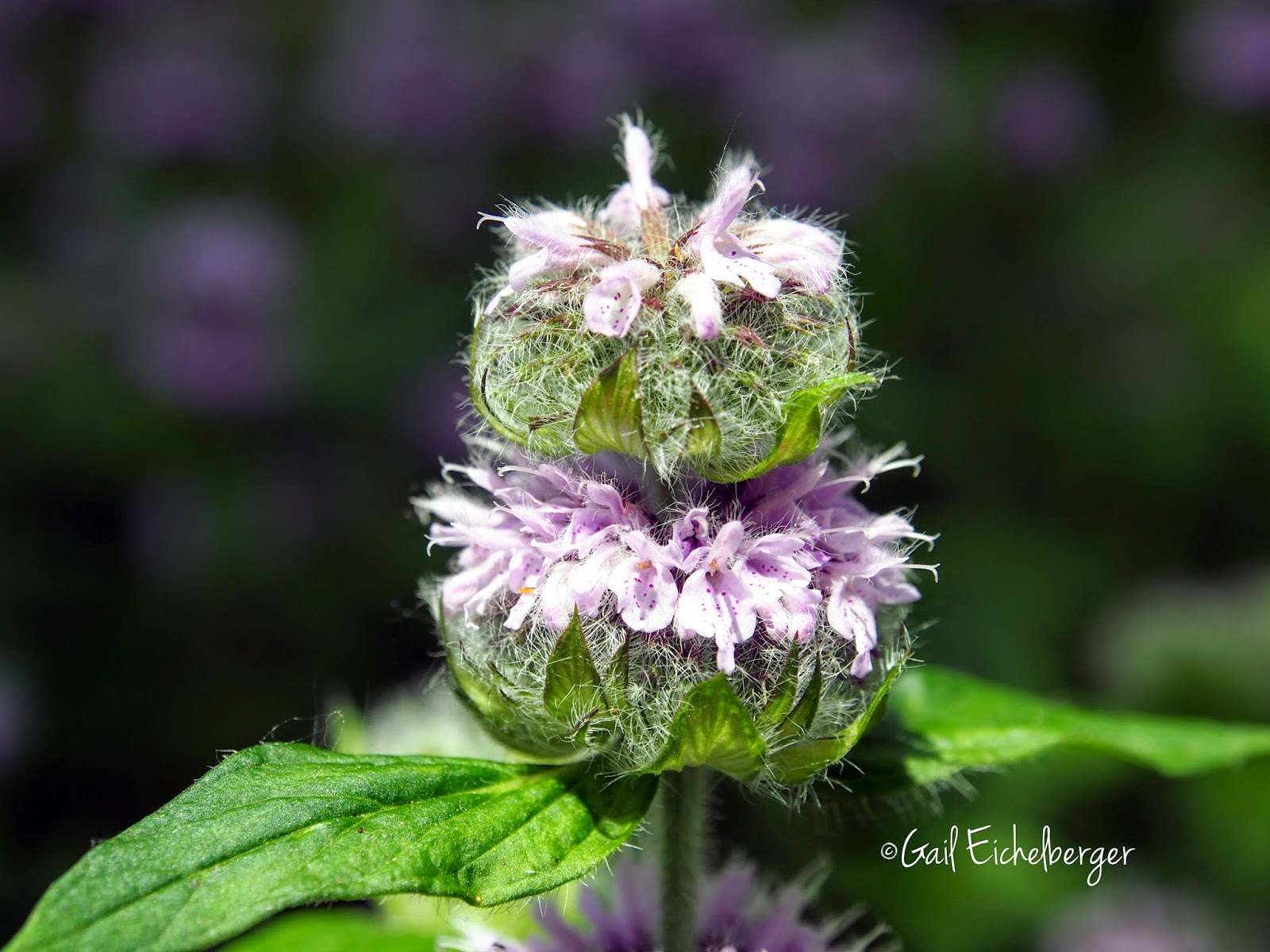 clay and limestone: Wildflower Wednesday: Downy Wood Mint