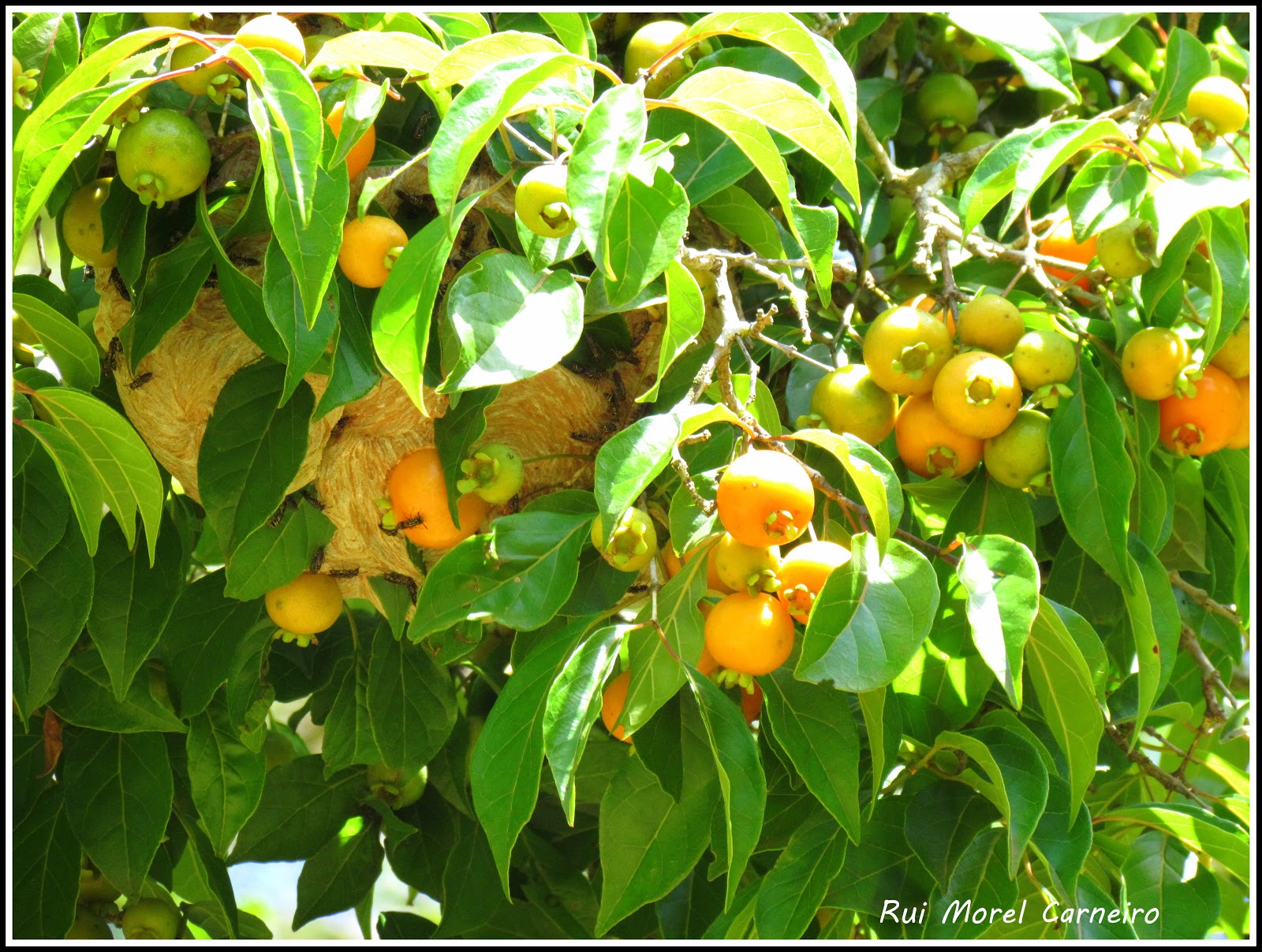 Desde Guarapuava: Guabiroba
