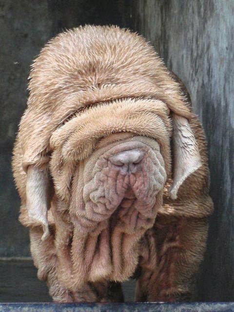 The Most "Havily Wrinkled Dog in the World" - Information With ...