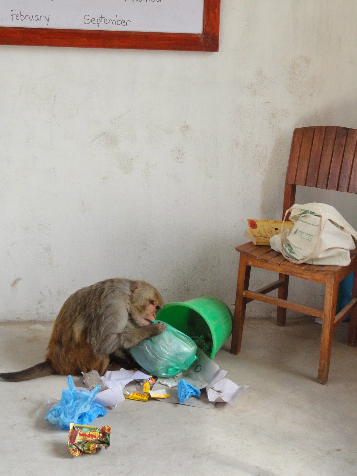 Expanding My Corner: No More Monkey Business Expanding My Corner: No More Monkey Business