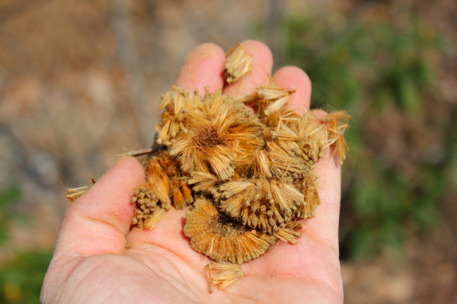 Biological Thinking: Sycamores, Trees of Wonder