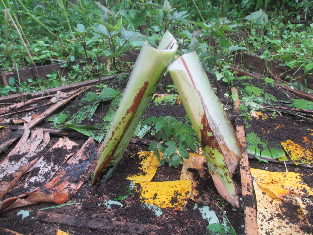 Permaculture Research PH: Mulching with Banana Leaves and Planting Comfrey