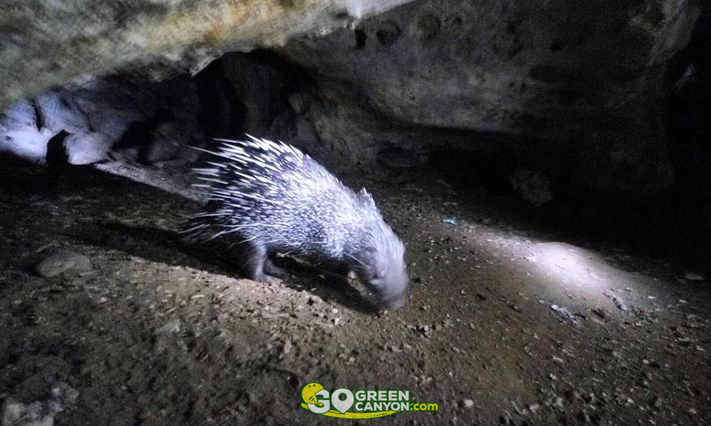 Penghuni Gua Parat: Landak Jawa yang Sadar Kamera | Wisata Green Canyon ...