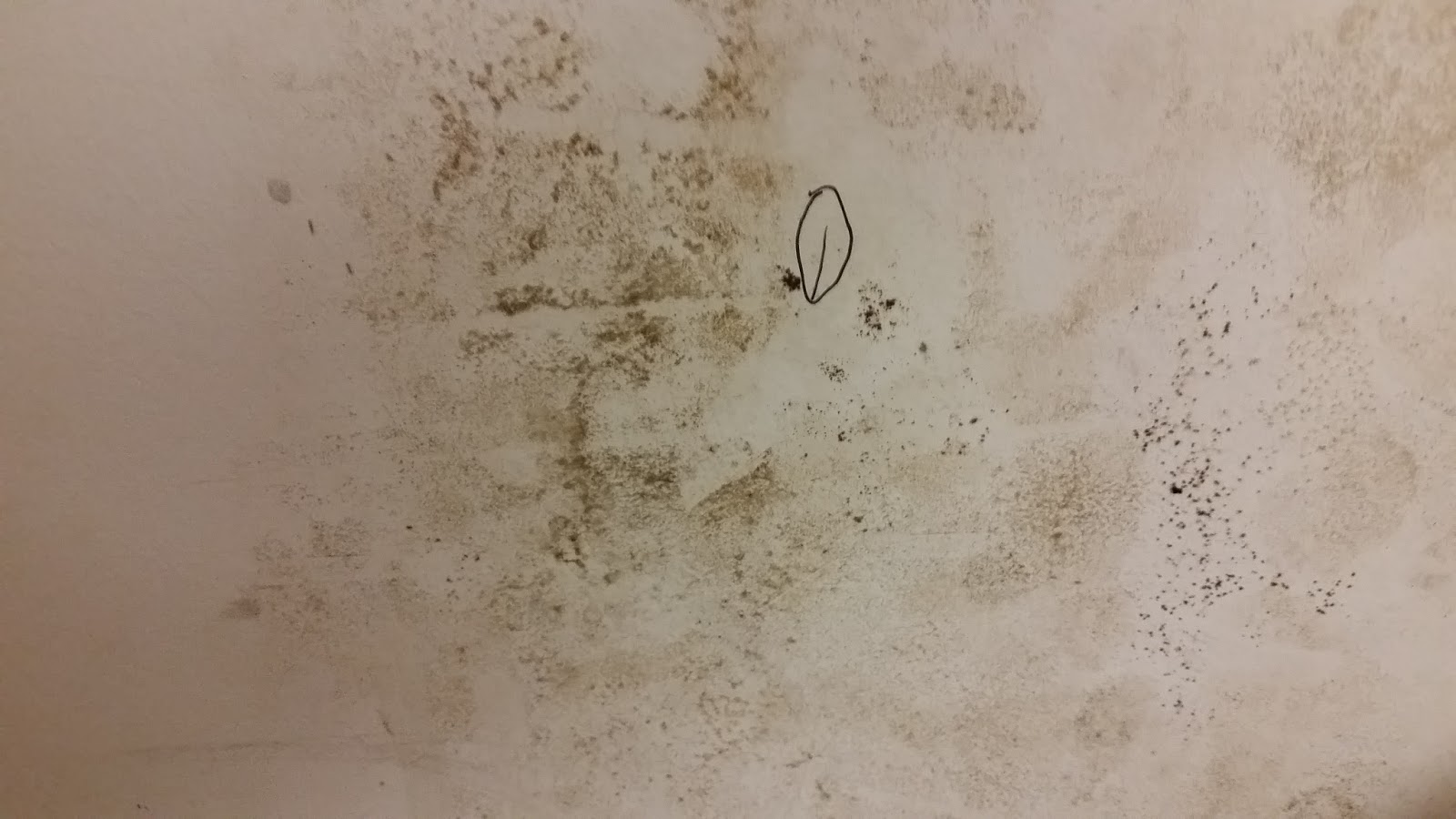 Sustainable Mycology: Foldscope evaluation of suspected mold growth in ...