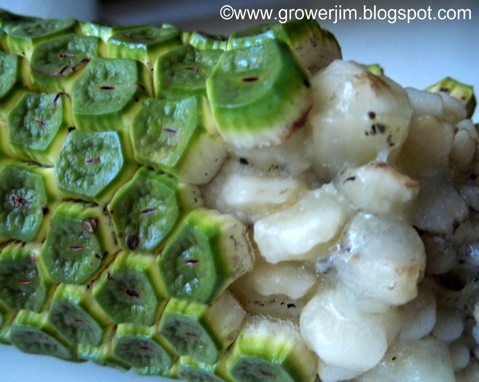 Garden Adventures: 2011